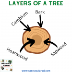 What Are The Layers of a Tree's Bark? - Spectacular Science